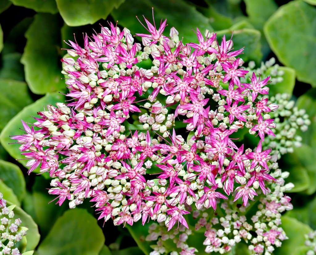 Sedum spectabile | Sedum soorten