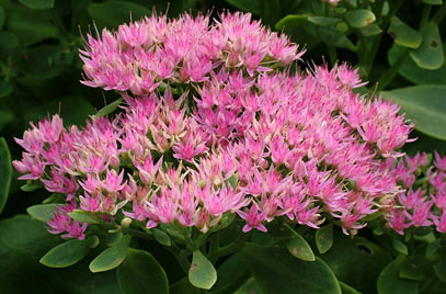 Sedum spectabile | Sedum soorten