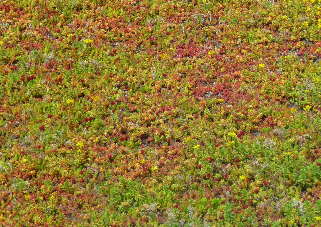 Sedum bodembedekker - Info over soorten Sedum en aanleg